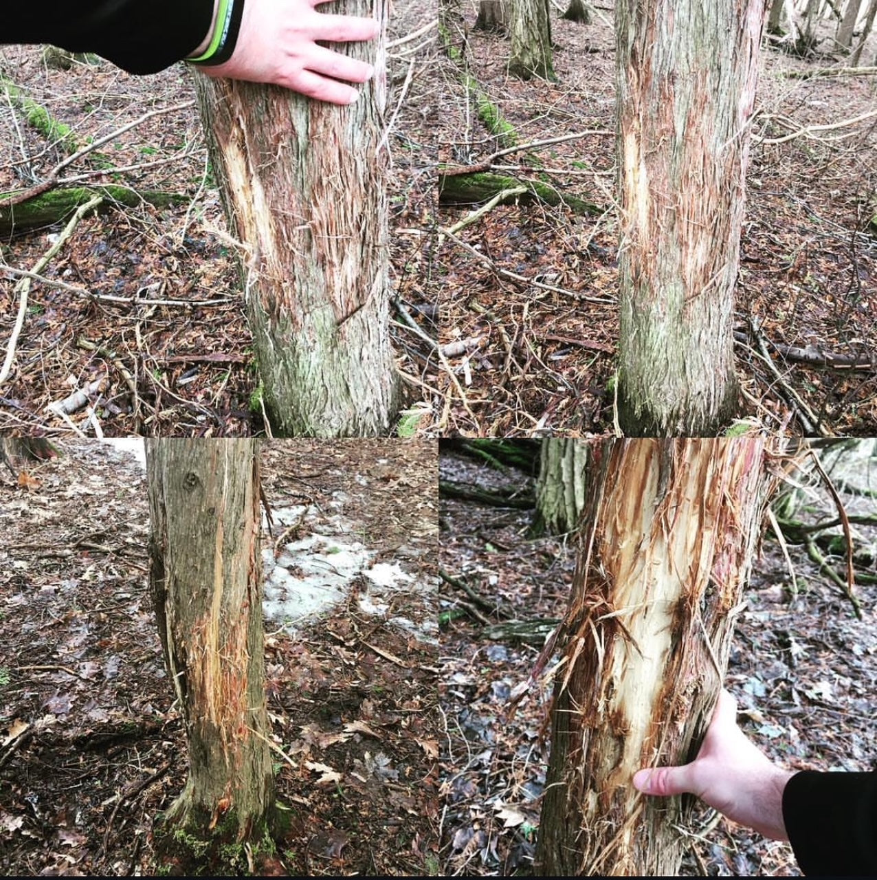 Spring Signposts : How to Decode Buck Rubs and Scrapes for Fall Succes – Code of Silence